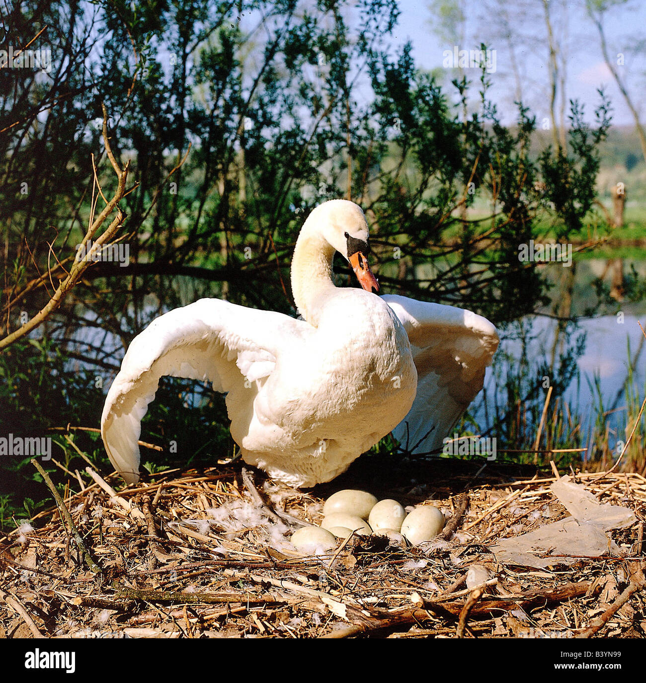 Swan Position Stock Photos & Swan Position Stock Images - Alamy