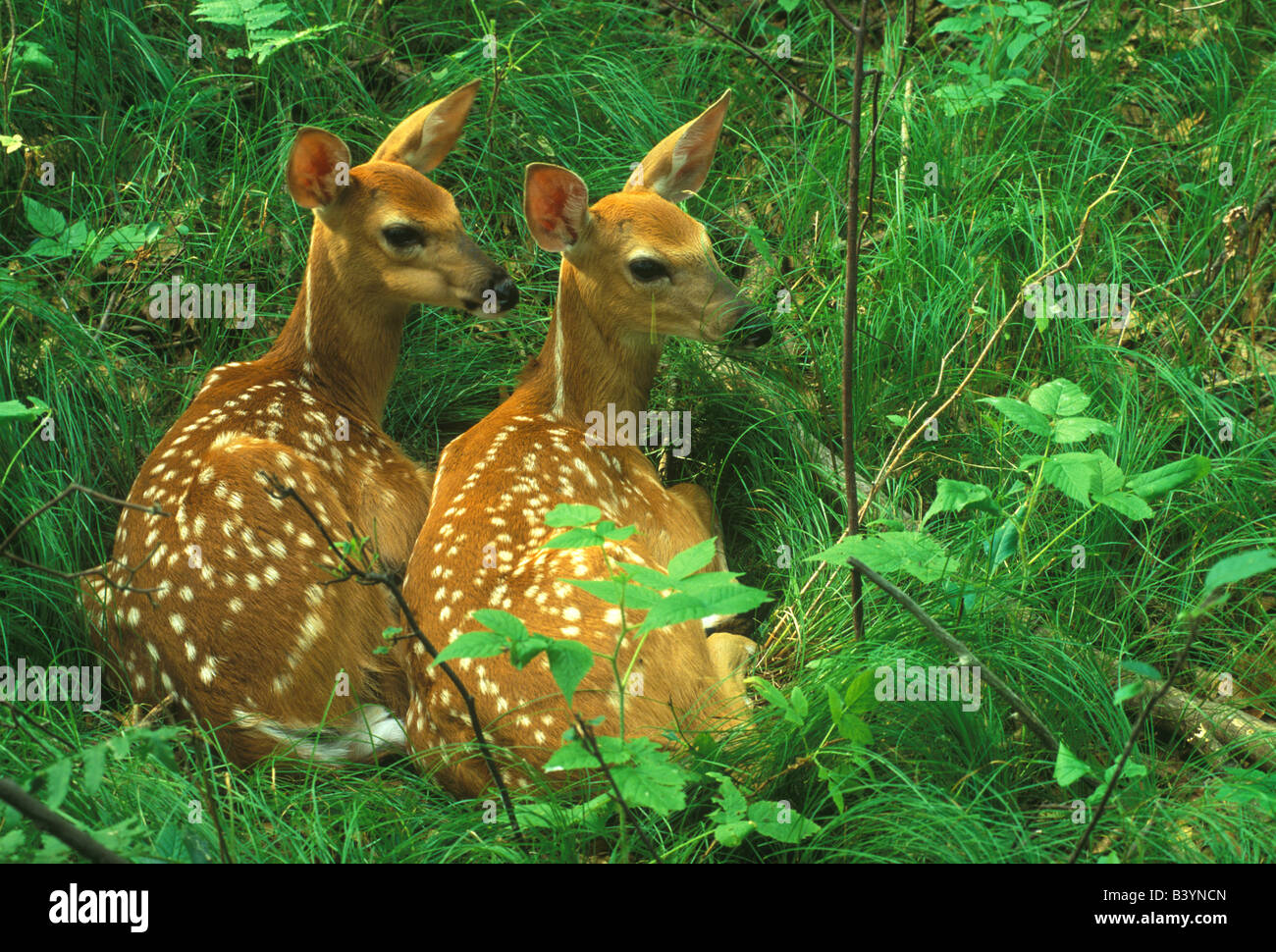 White tailed deer hoof hi-res stock photography and images - Alamy