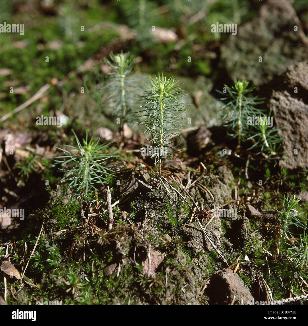 botany, Spruce, (Picea), Norway Spruce, (Picea abies), seedlings ...