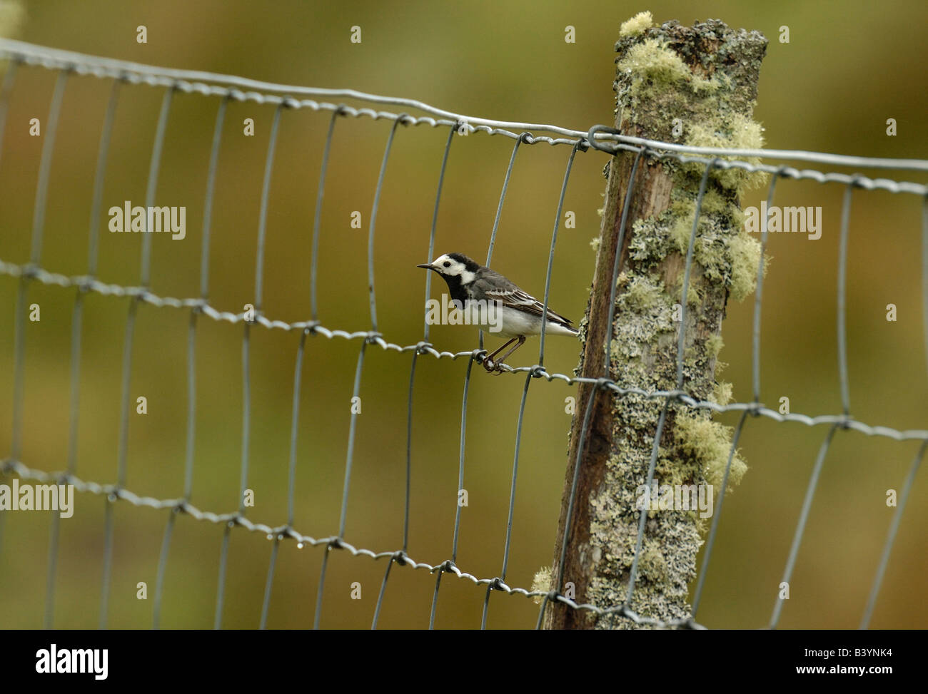 Pied Wagtail perched on wire fence with moss Stock Photo - Alamy