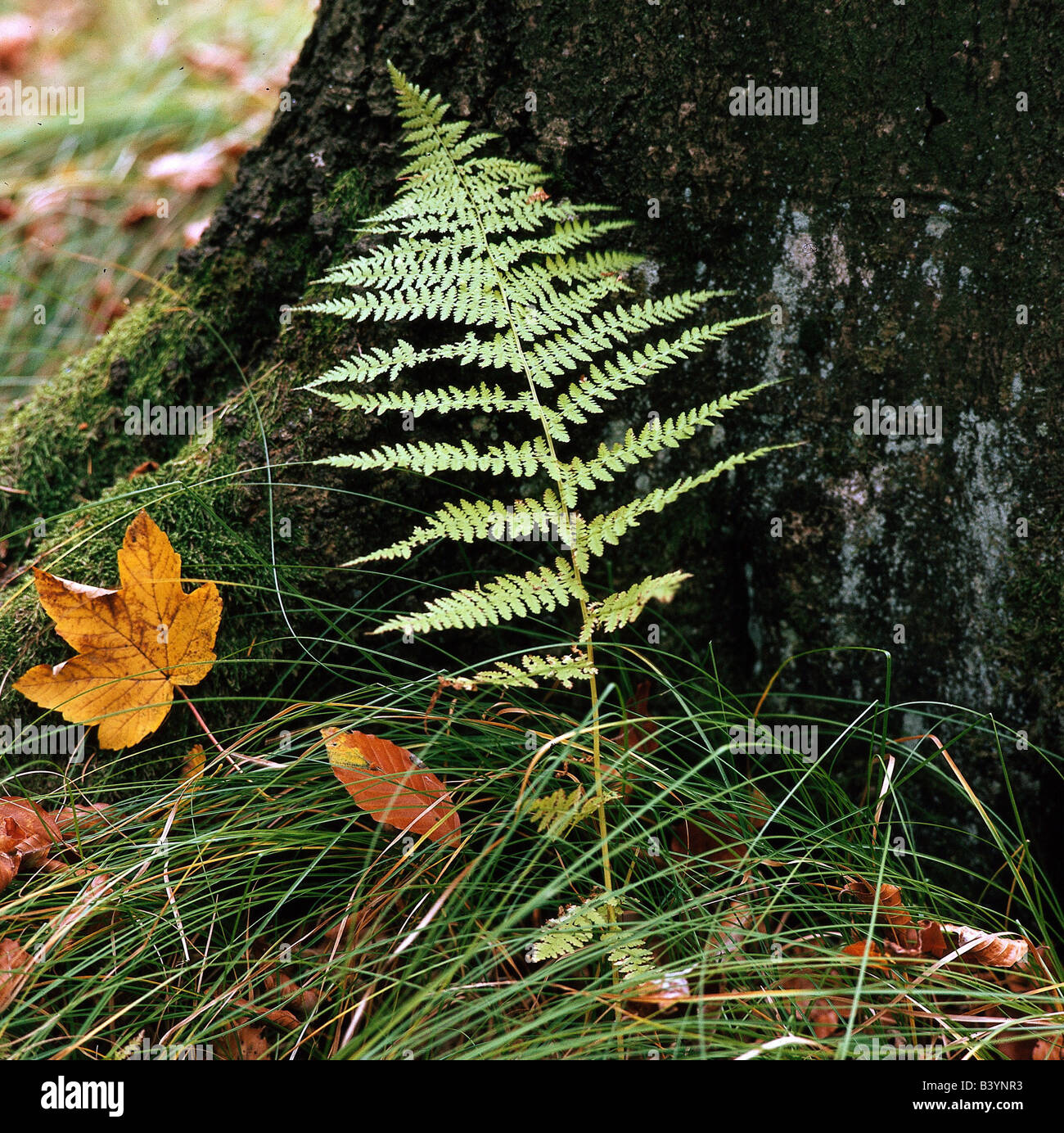 botany, ferns, Common Bracken, (Pteridium aquilinum), in front of tree ...
