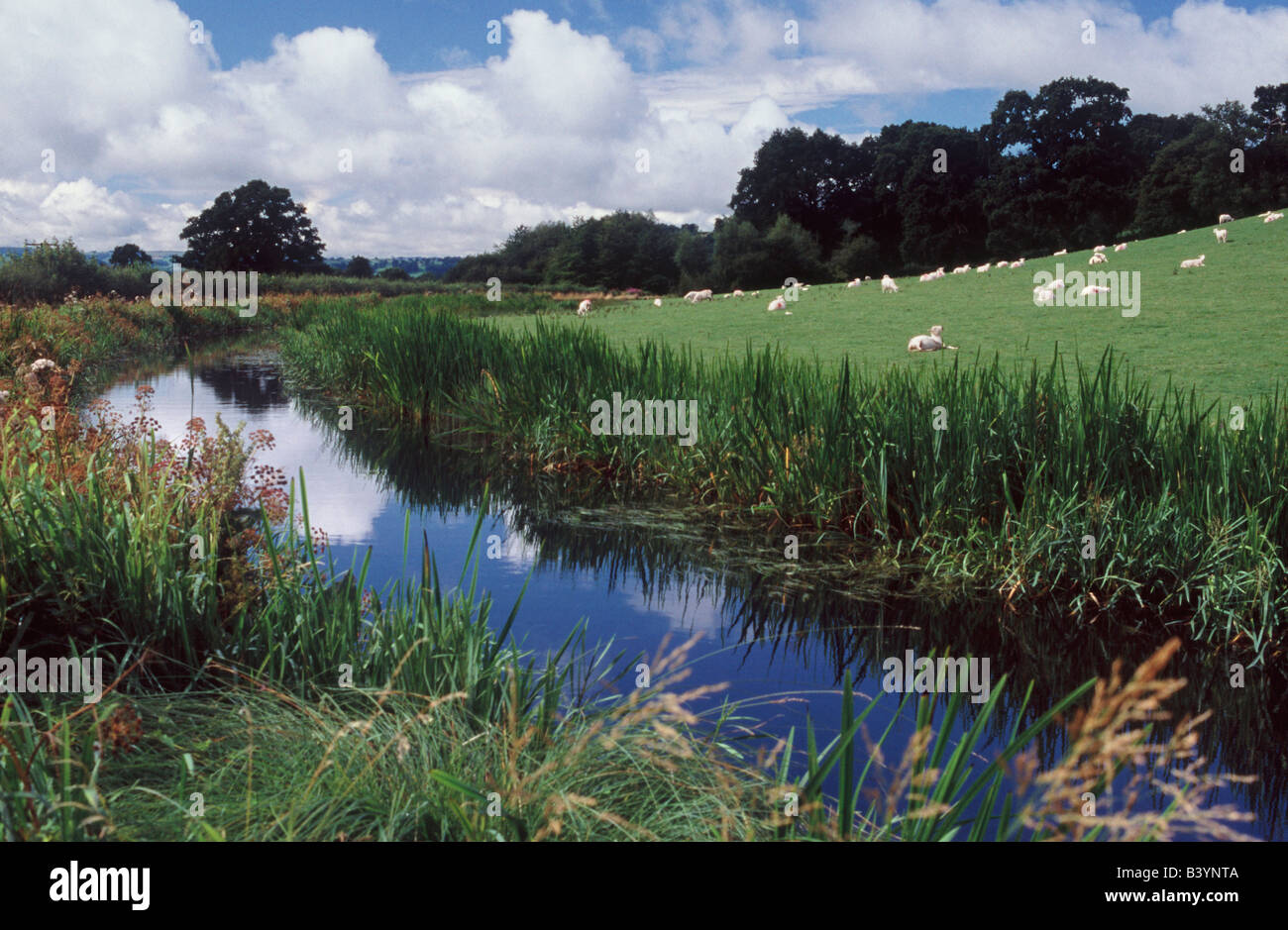 A rural Montgomery Canal curving around a sloping pasture of sheep near ...