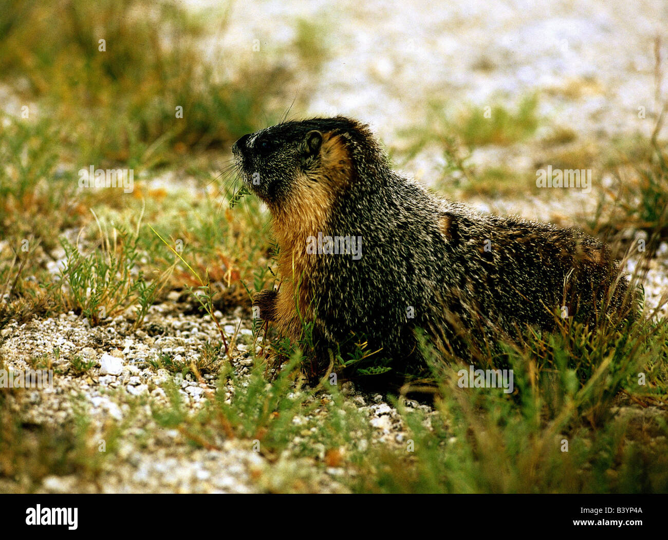 North america distribution hi-res stock photography and images - Alamy