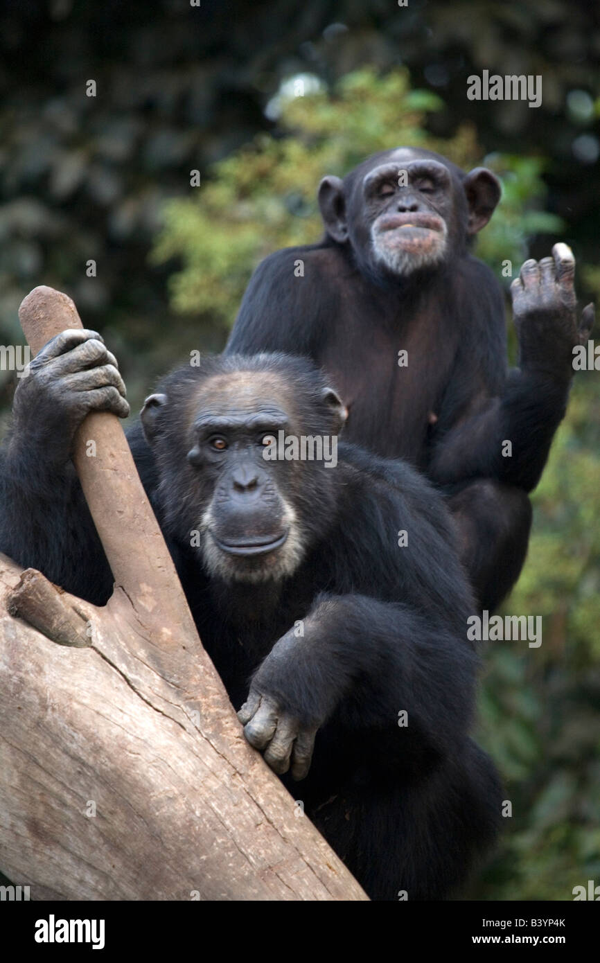 Chimp in a tree hi-res stock photography and images - Alamy