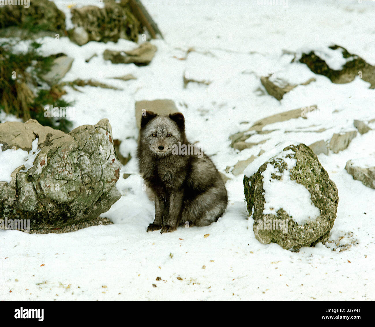 zoology / animals, mammal / mammalian, foxes, Arctic / Polar fox ...