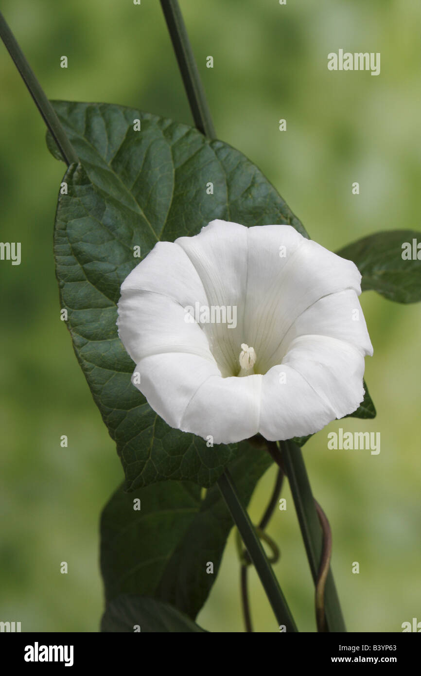 Bind weed flower hi-res stock photography and images - Alamy