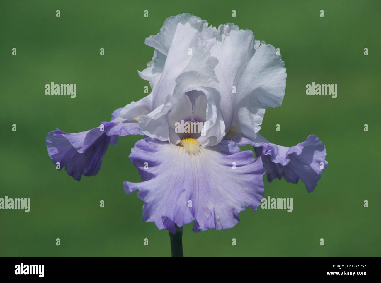 Iris lark rise hi-res stock photography and images - Alamy