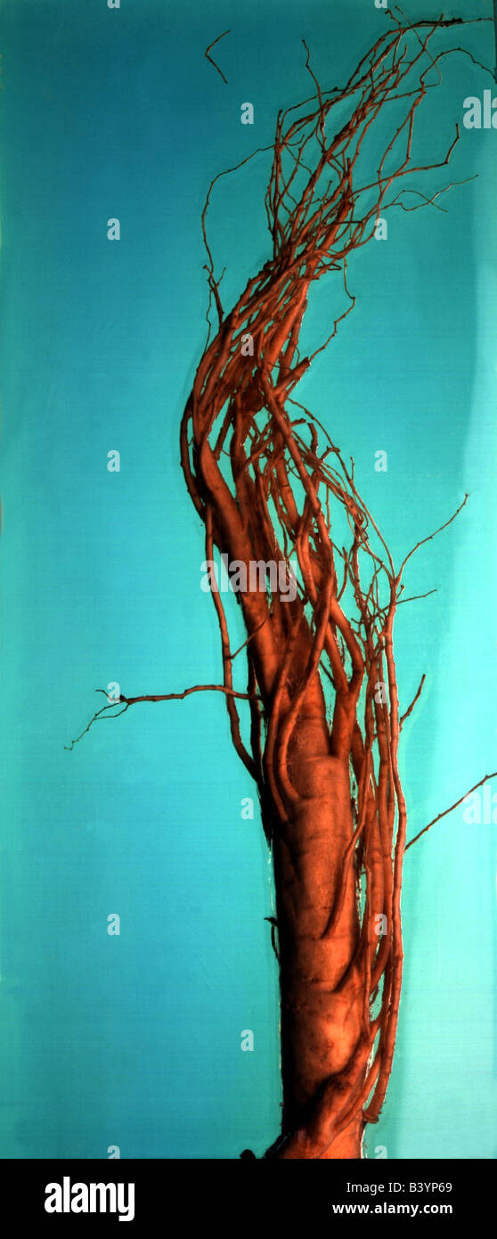 botany, Ginseng, root, Panax schin-seng, perennial plant, Araliaceae ...