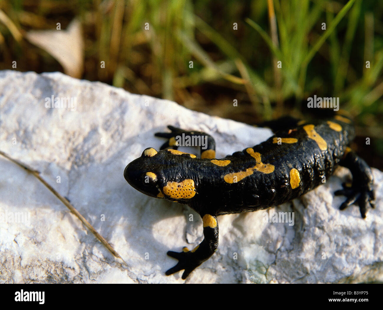 zoology / animals, amphibian, Fire Salamander, (Salamandra salamandra ...