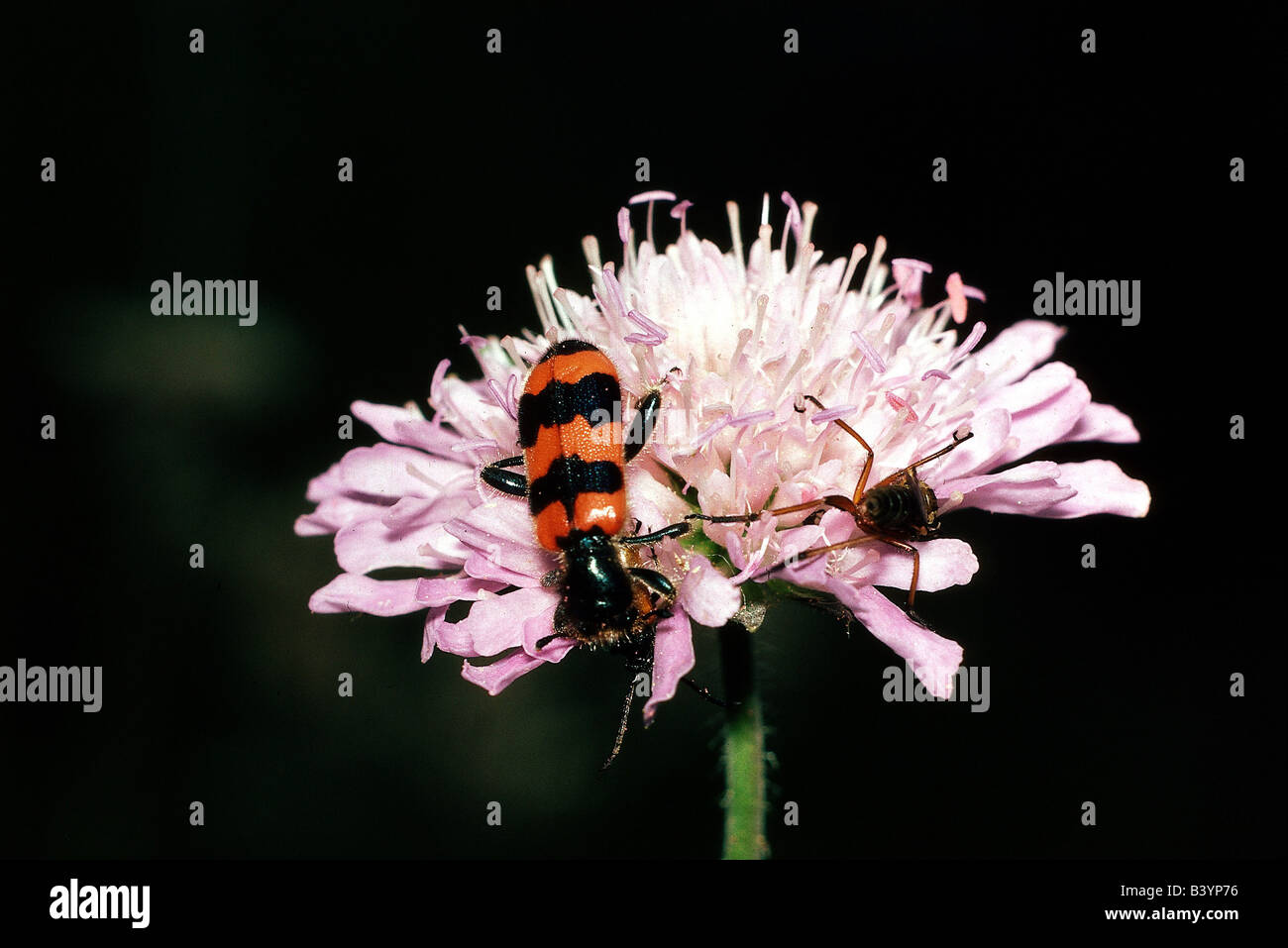 Trichodes apiarius beetles hi-res stock photography and images - Alamy