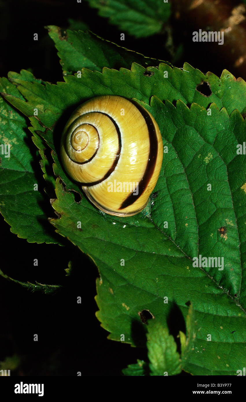 zoology / animals, cnidaria, Grove snail, (Cepea nemoralis), on leaf ...