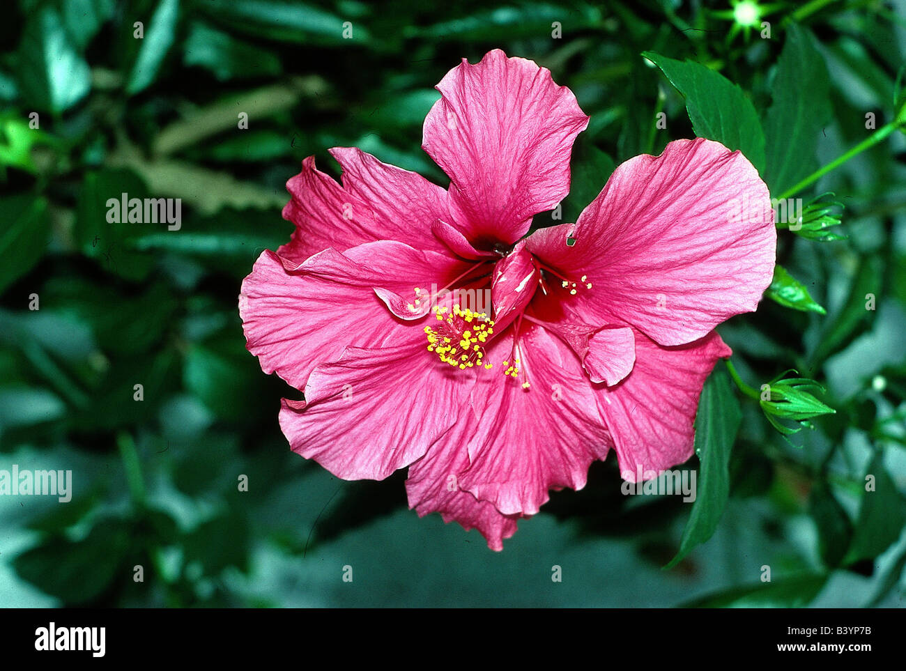 botany, hibiscus, rose mallow, (Hibiscus syriacus), blossom, blooming ...