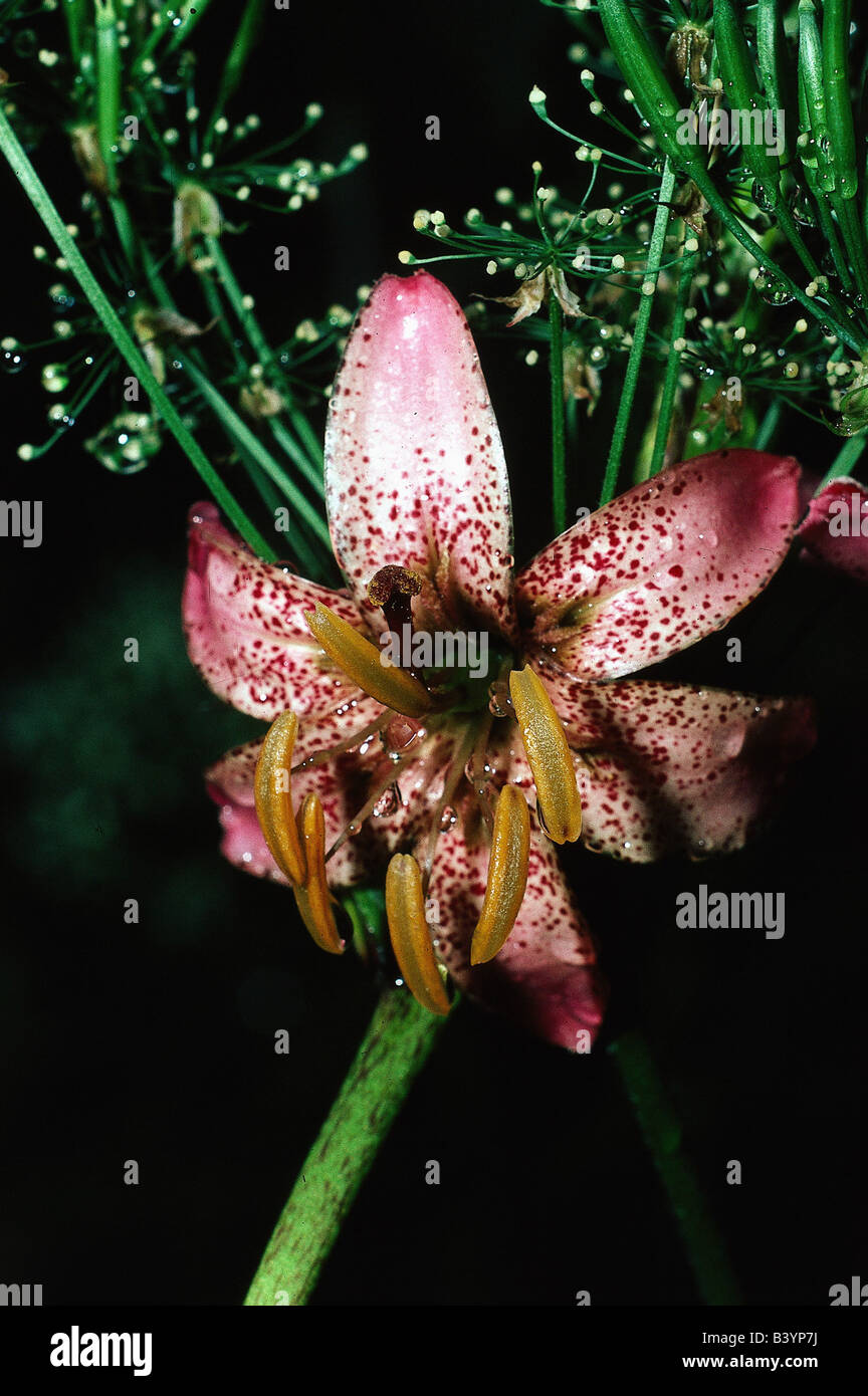 botany, lily, (Lilium), Martagon lily, (Lilium martagon), blossoms, at shoot, Turks-cap ...