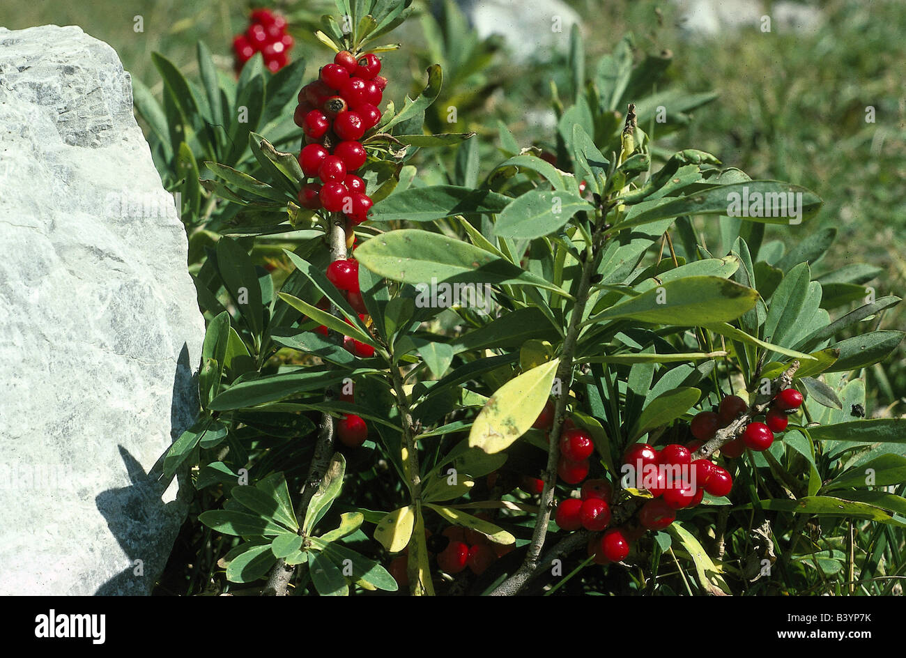 botany, Daphne, (Daphne), Mezereon, (Daphne mezereum), berries, at ...