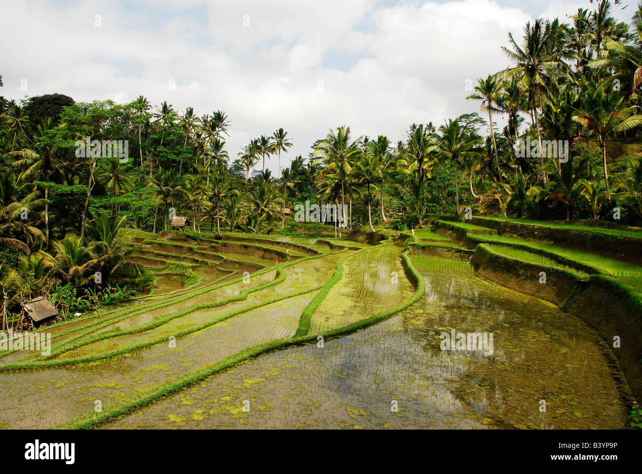 terraced rice fields , near tabanan , bali , indonesia Stock Photo - Alamy