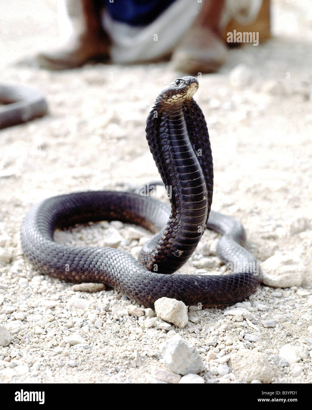 zoology / animals, reptiles, snakes, Indian Cobra, (Naja naja ...