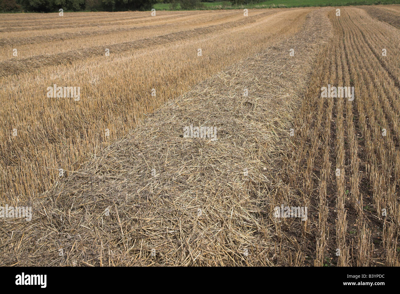 Stubble in field Stock Photo - Alamy