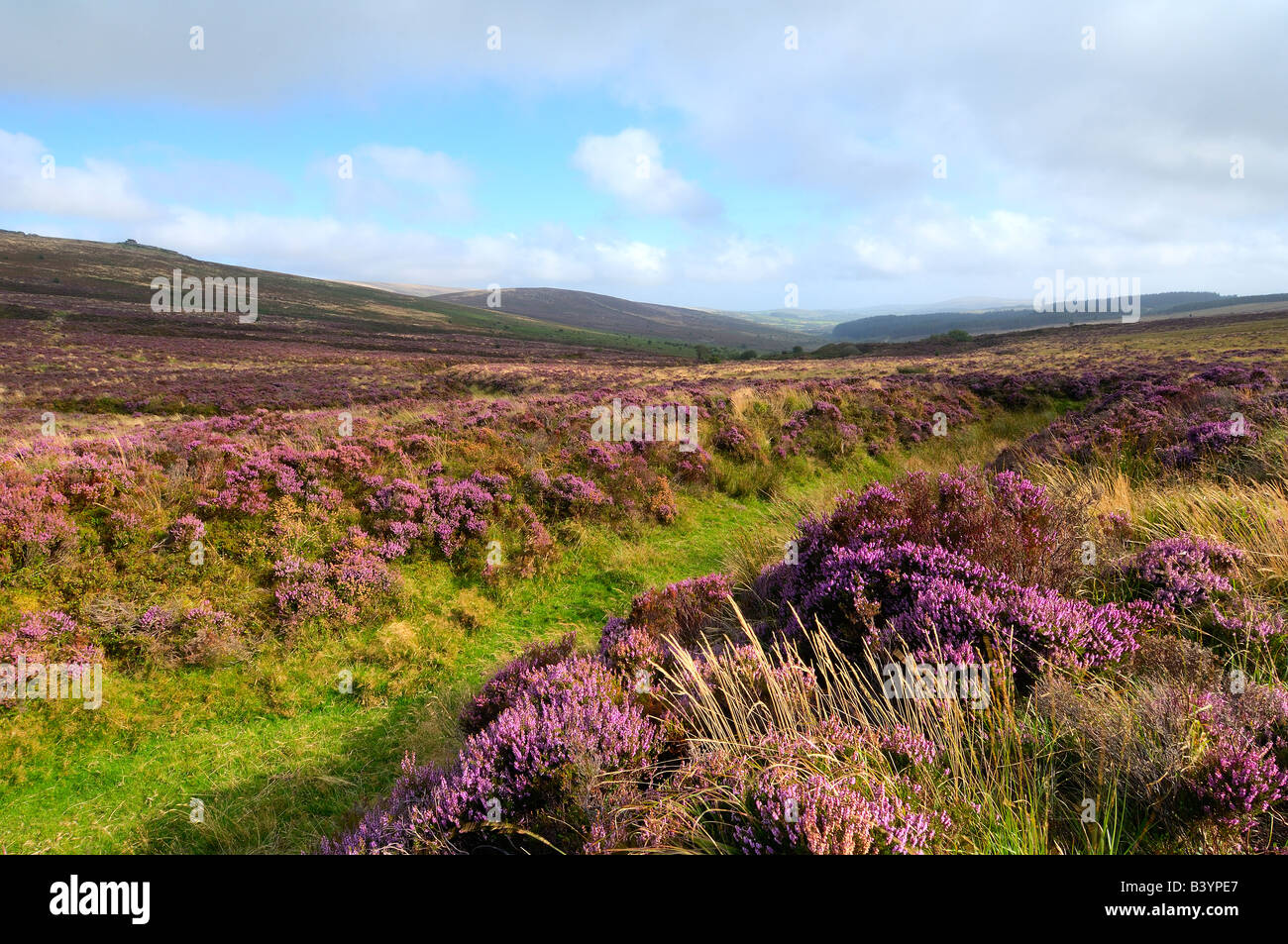 Wild heather in full bloom on Dartmoor National Park in South Devon ...