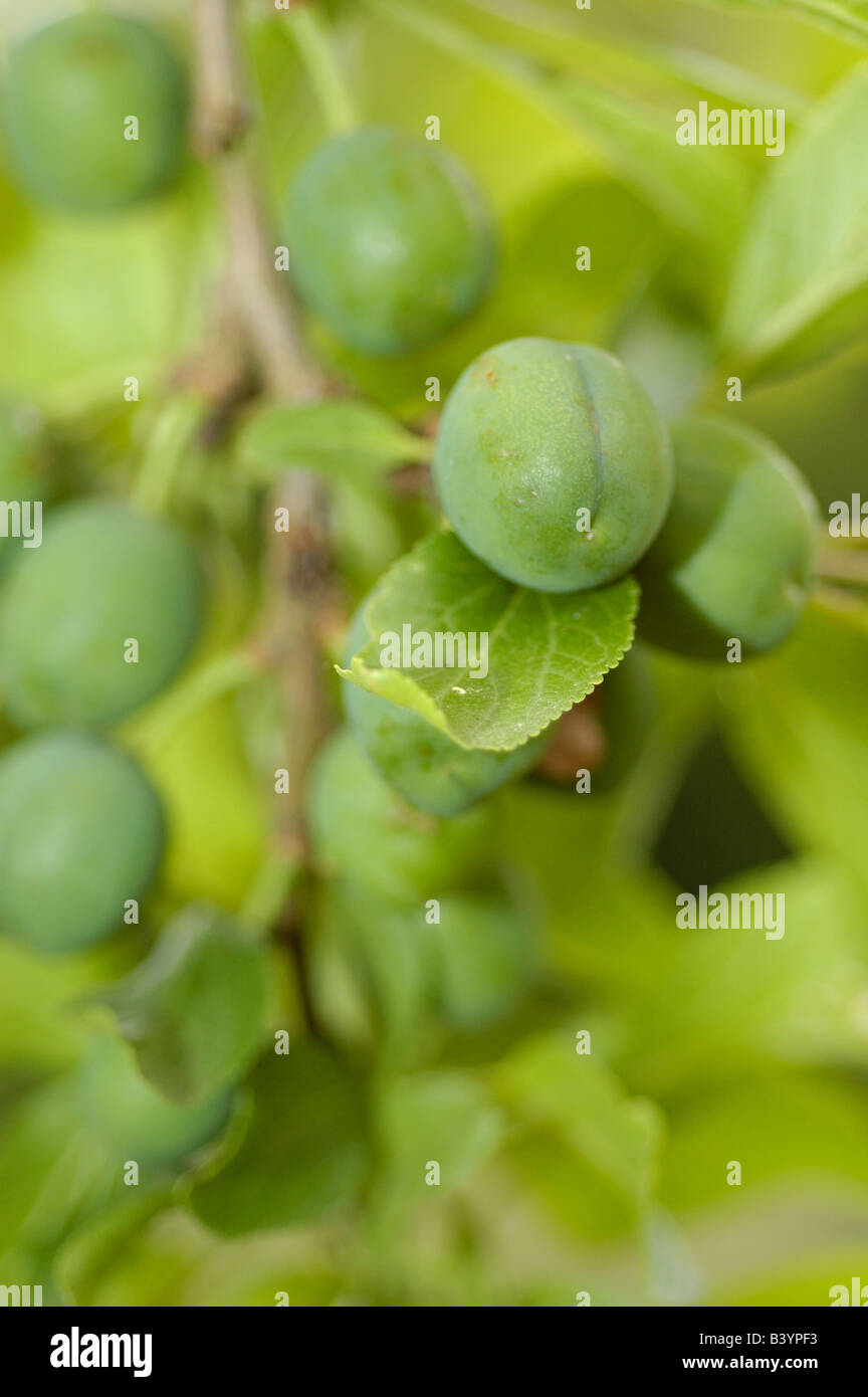 Growing greengages hi-res stock photography and images - Alamy