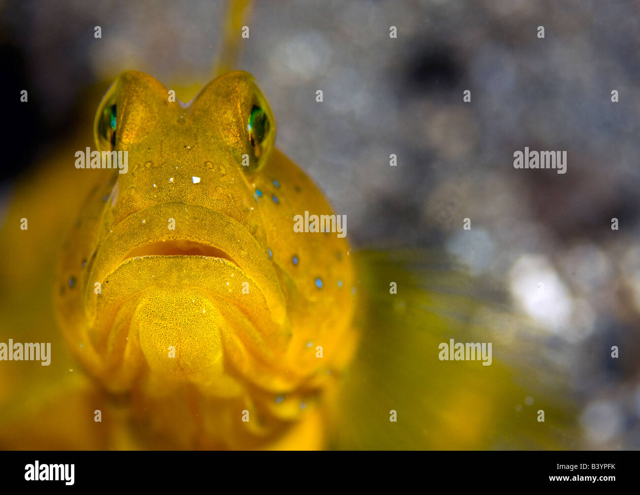 Yellow Shrimp Goby Cryptocentrus cinctus in Lembeh Strait in North ...