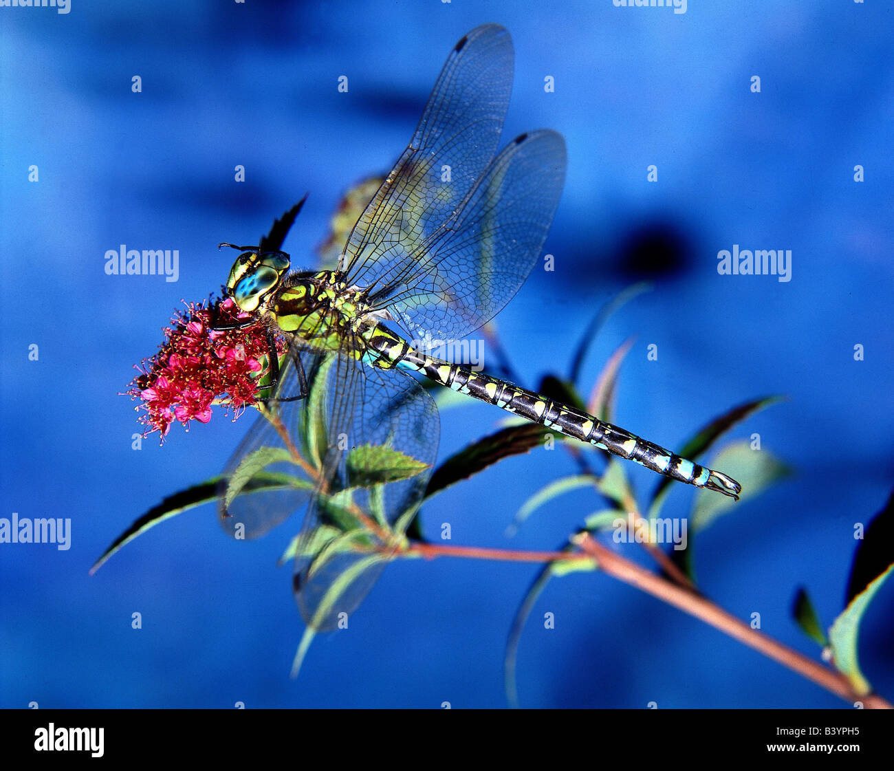 zoology / animals, insect, dragonfly, Southern Hawker, (Aeshna cyanea ...