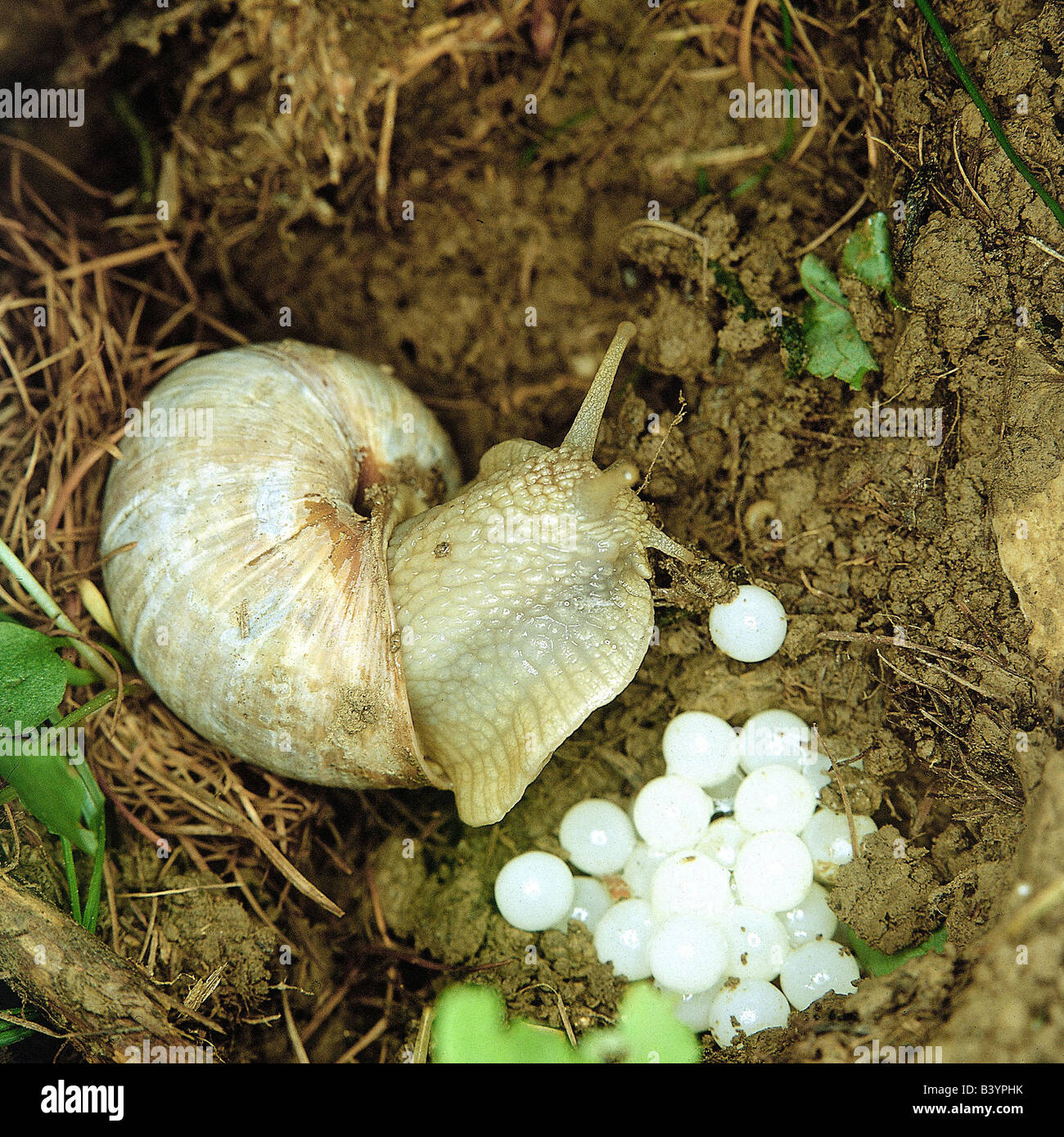 zoology / animals, mollusc, Helicidae, grapevine snail (Helix pomatia ...