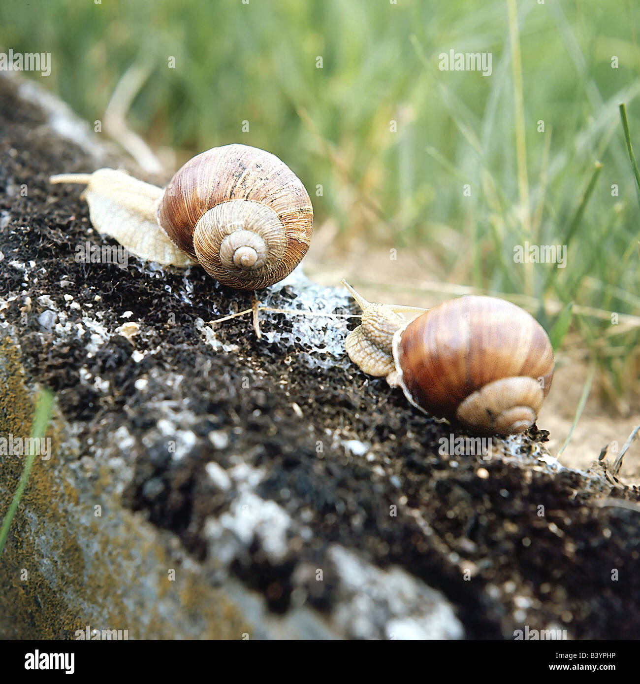 Larg snail hi-res stock photography and images - Alamy