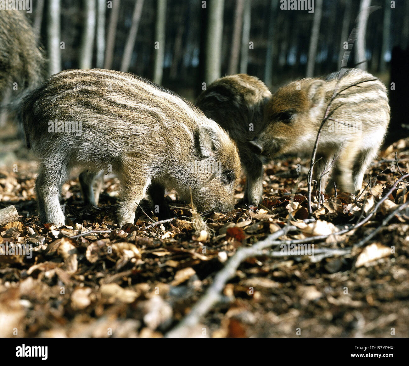zoology / animals, mammal / mammalian, pigs, wild boar, (Sus scrofa ...