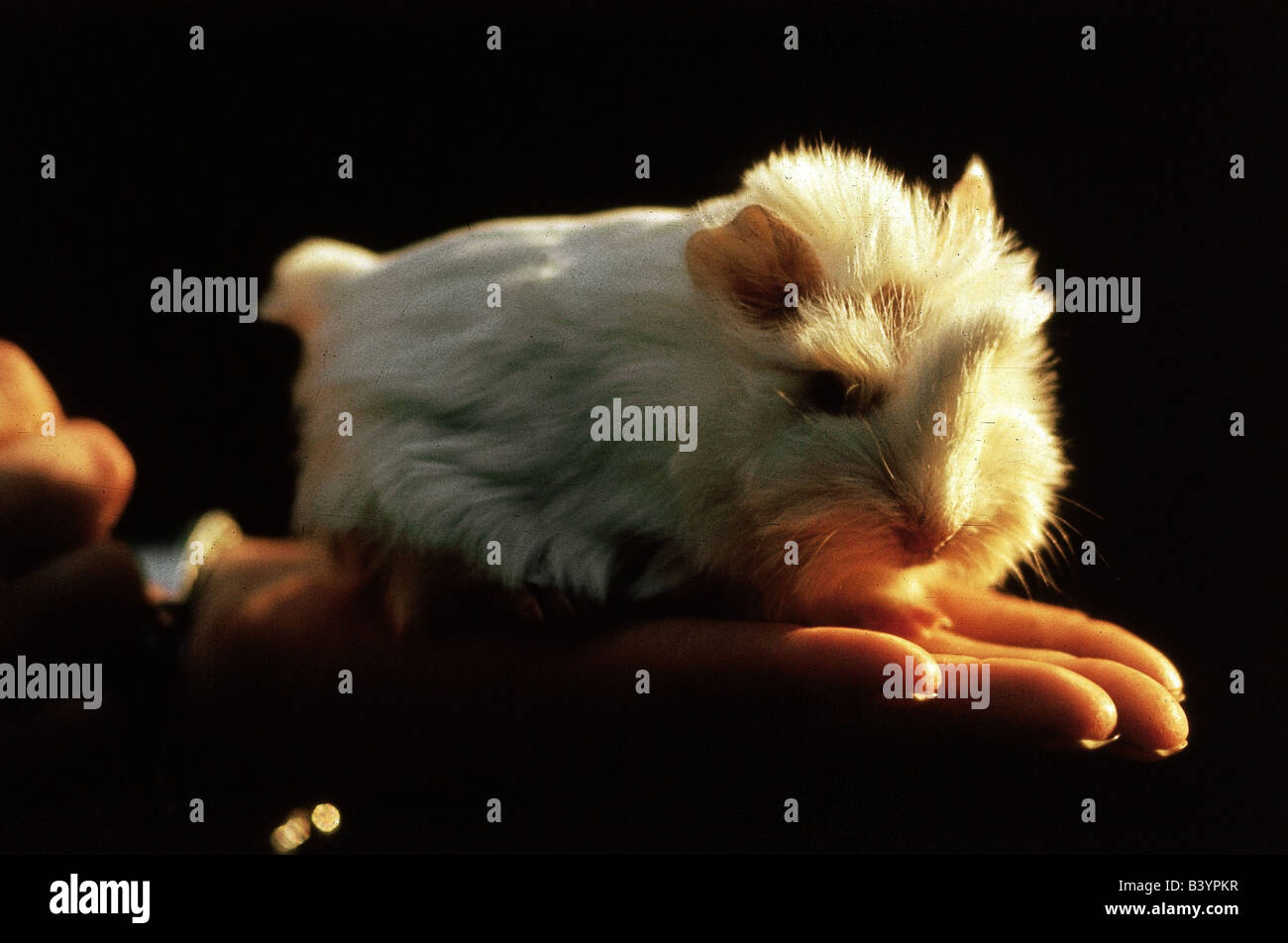 zoology / animals, mammal / mammalian, cavies, domestic guinea pig ...