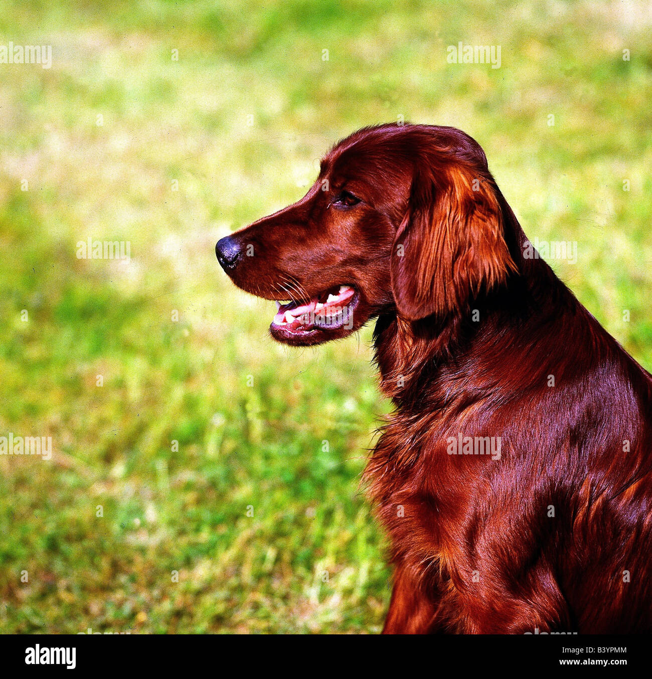 zoology / animals, mammal / mammalian, dogs, (Canis lupus familiaris ...