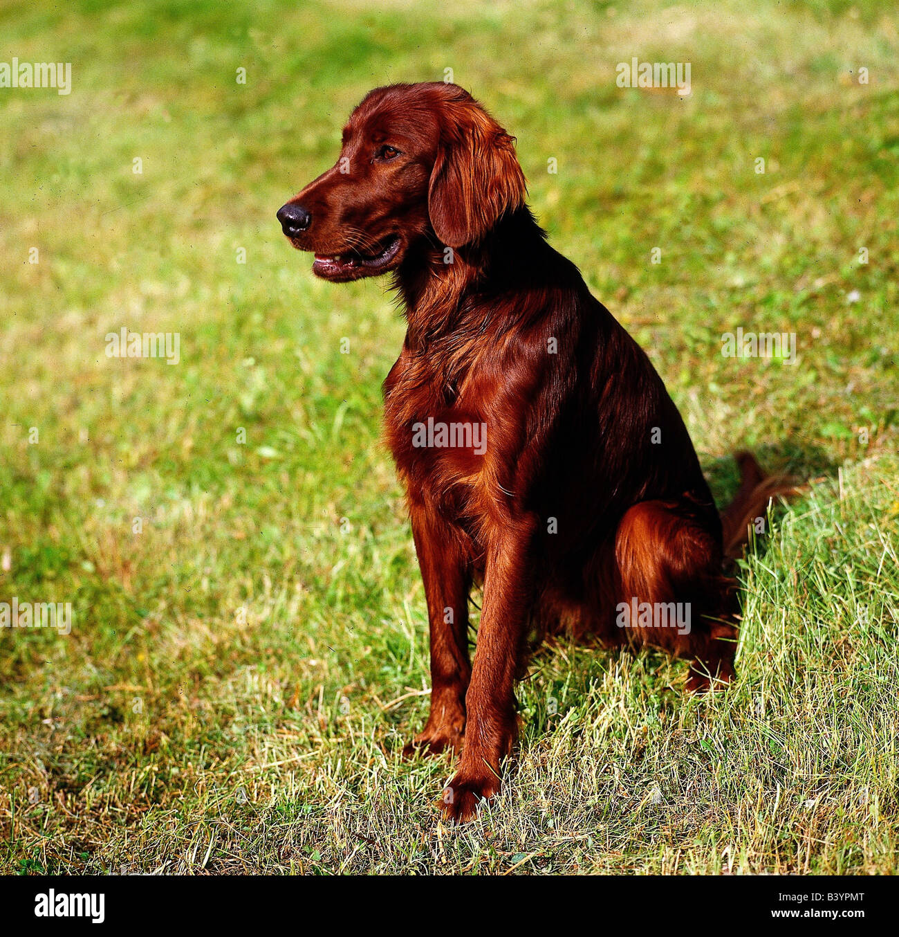 zoology / animals, mammal / mammalian, dogs, (Canis lupus familiaris ...