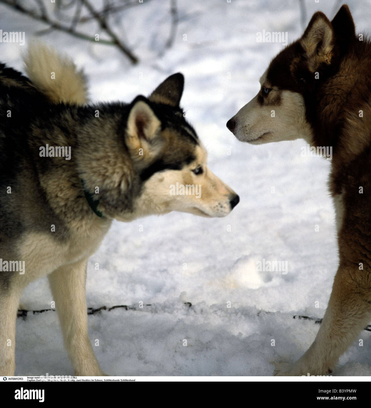 zoology / animals, mammal / mammalian, dogs, (Canis lupus familiaris ...