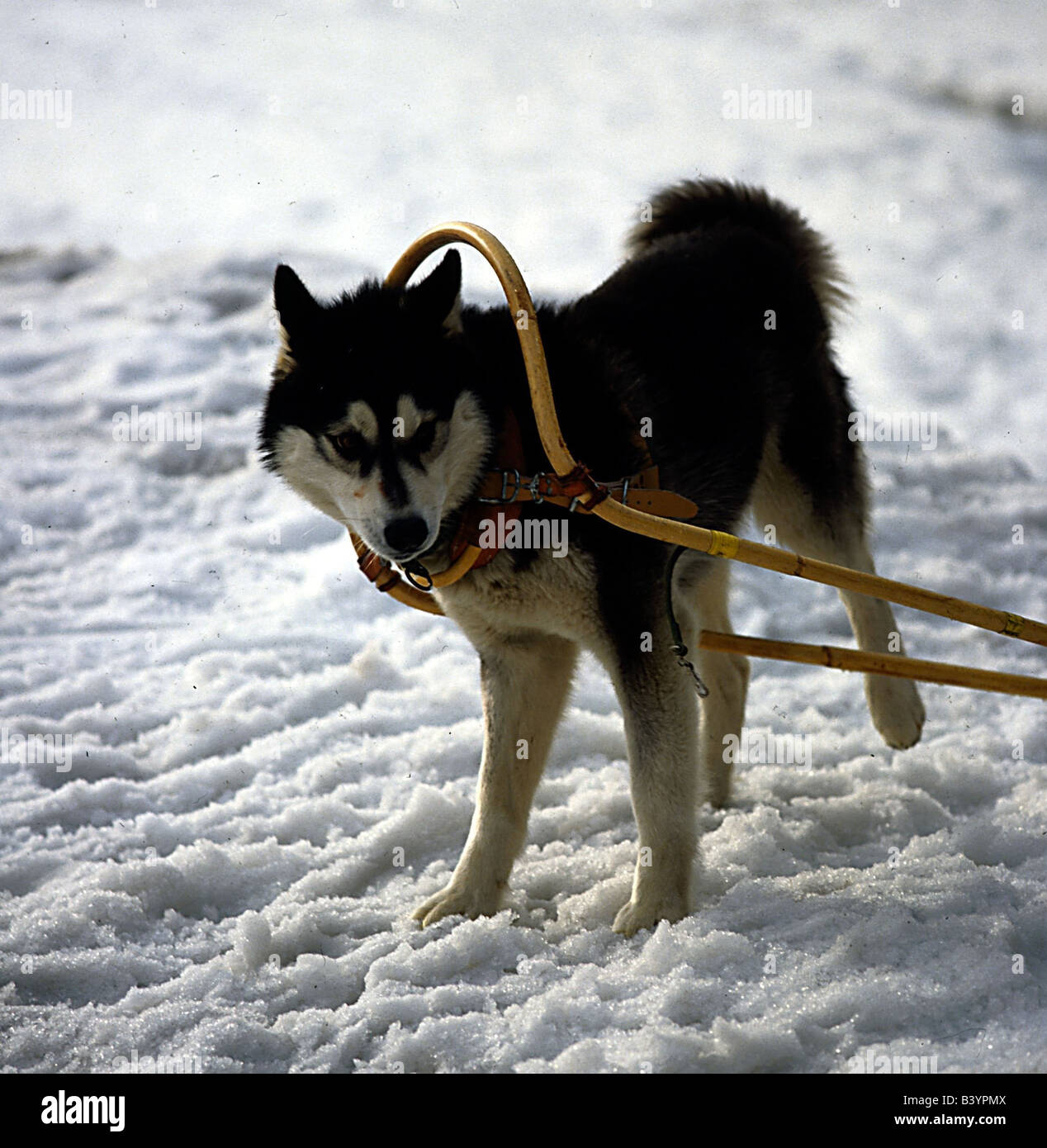 zoology / animals, mammal / mammalian, dogs, (Canis lupus familiaris ...
