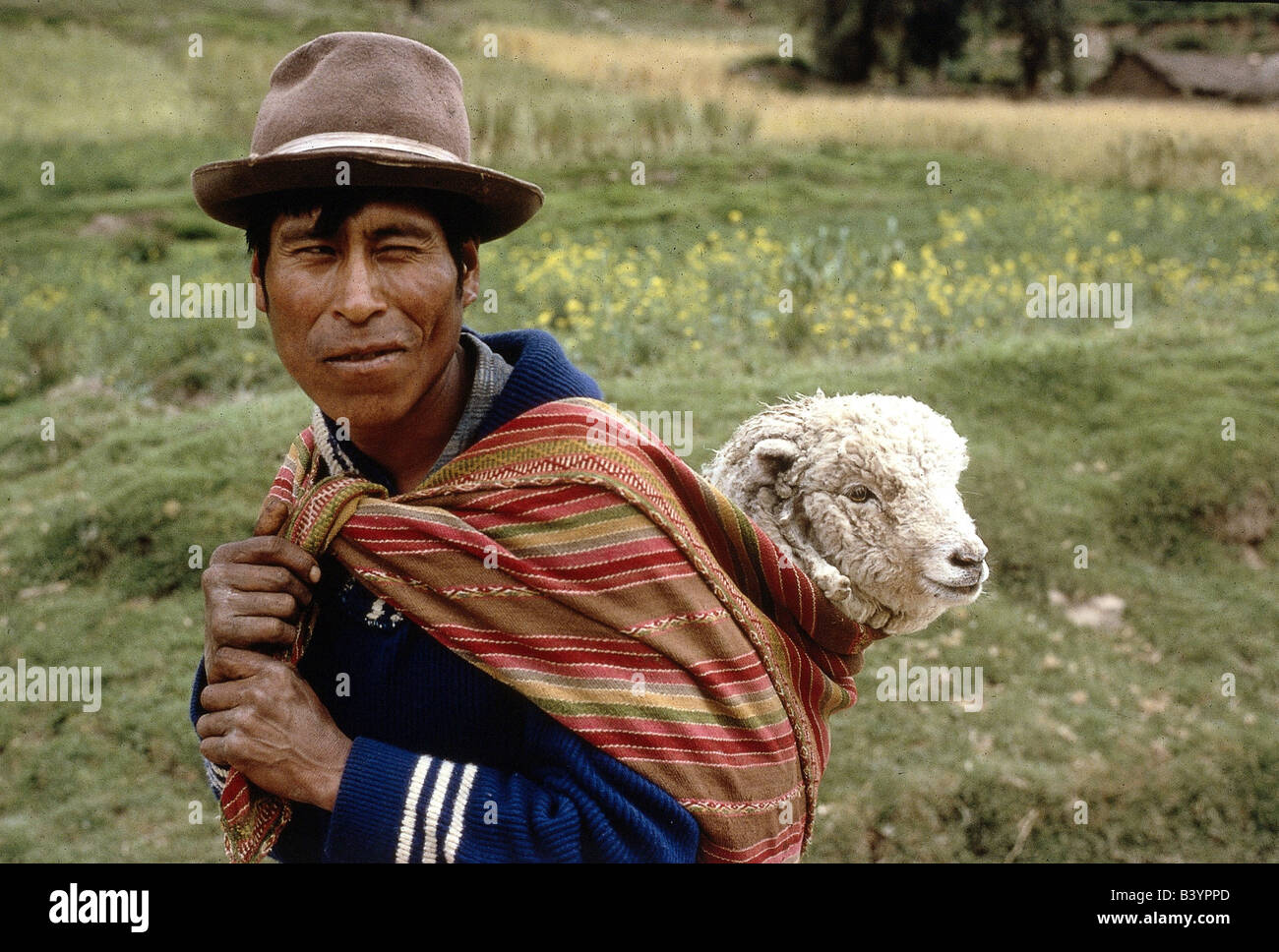 geography / travel, Peru, people, man with a sheep on the back, animal ...