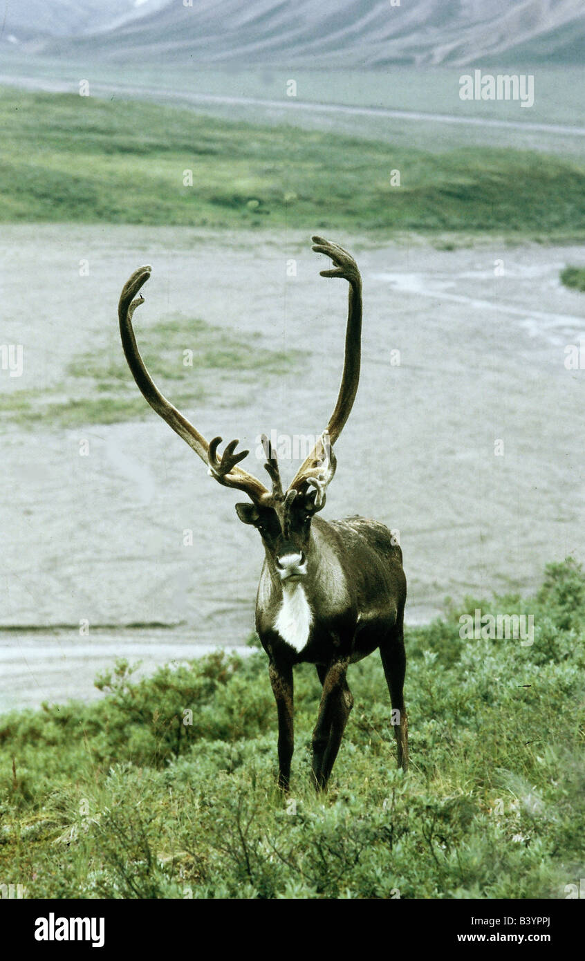zoology / animals, mammal / mammalian, reindeer, (Rangifer tarandus ...