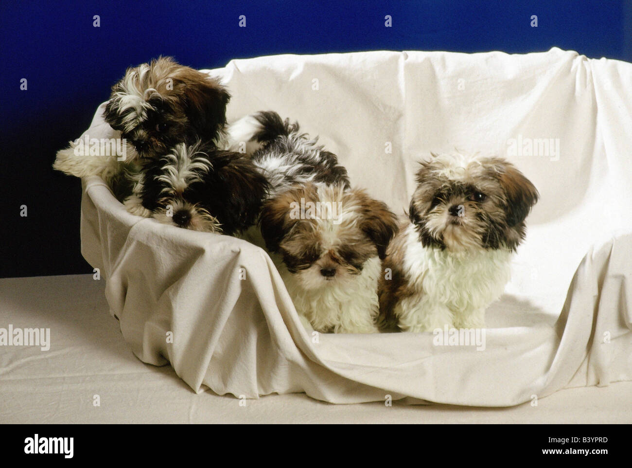 zoology / animals, mammal / mammalian, dogs, (Canis lupus familiaris ...