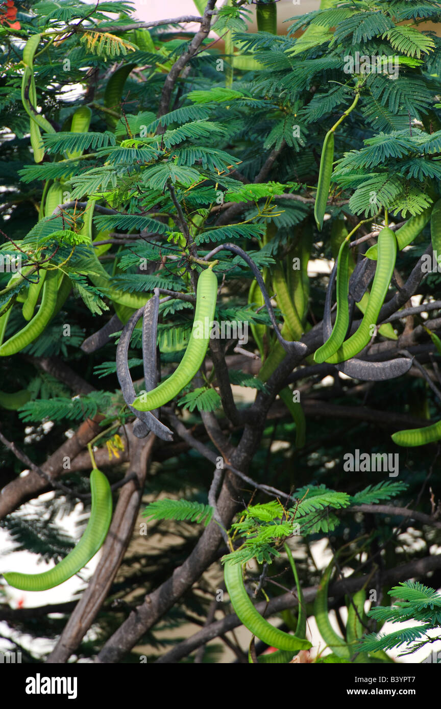 Large tree seed pods hi-res stock photography and images - Alamy