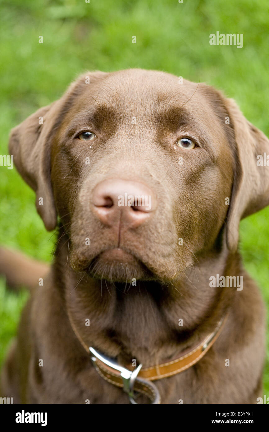 Sid the dog looks on attentively Stock Photo - Alamy