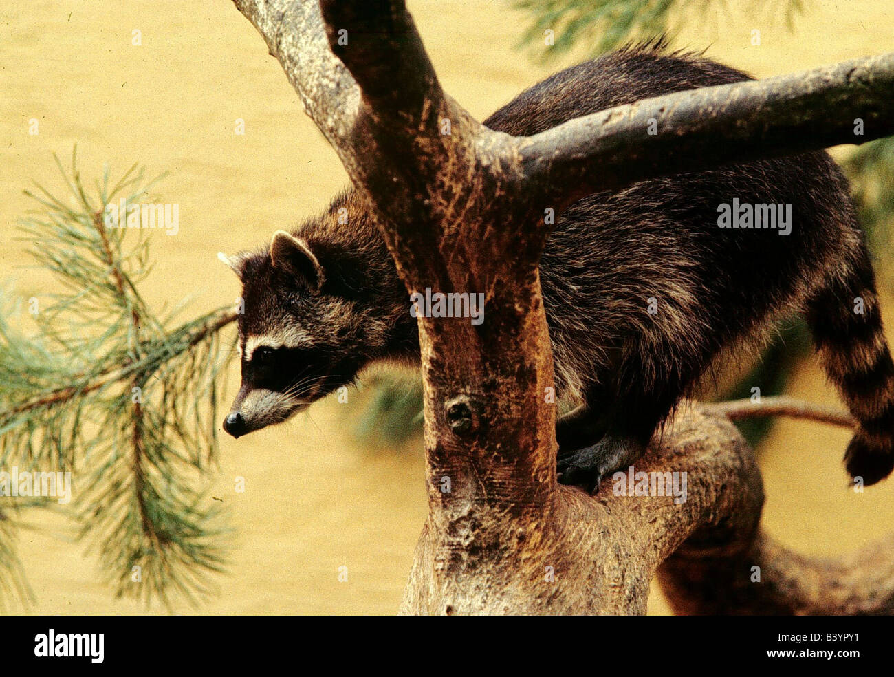 zoology / animals, mammal / mammalian, Procyonidae, Common raccoon ...