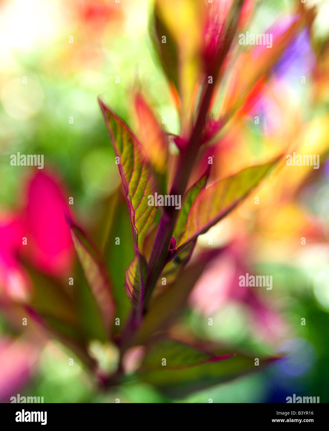 Abstract plant photo Stock Photo - Alamy