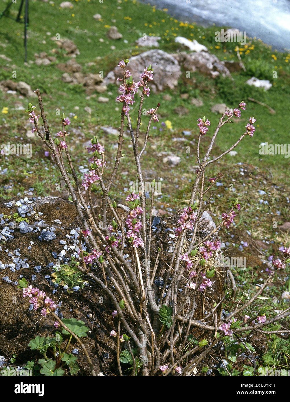 botany, Daphne, (Daphne), Mezereon, (Daphne mezereum), in meadow ...