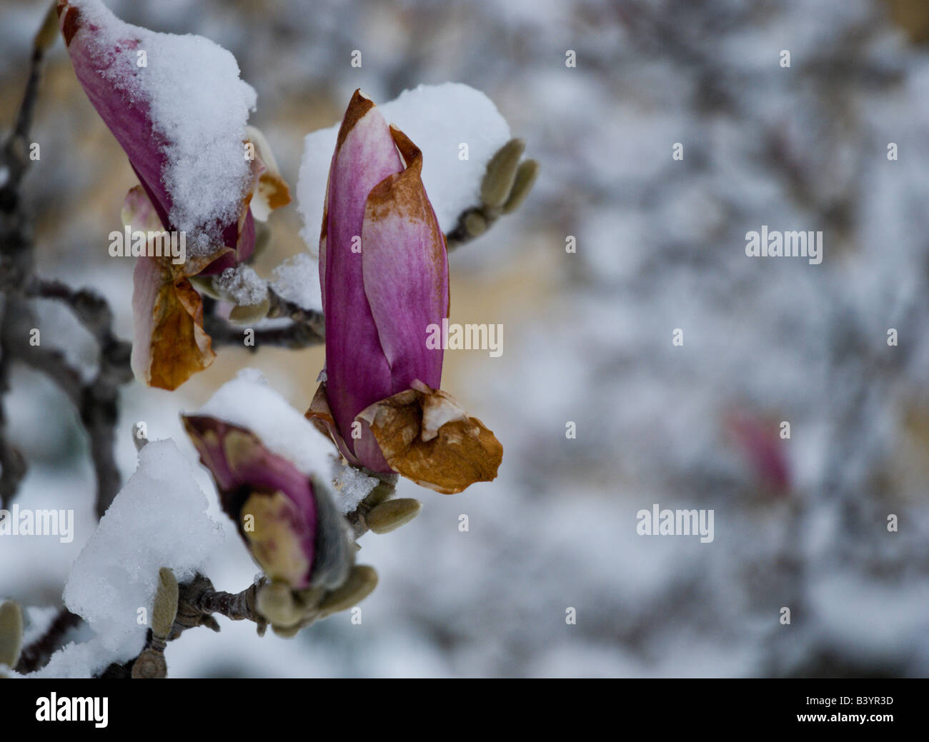 Magnolia snow blossom flower hi-res stock photography and images - Alamy