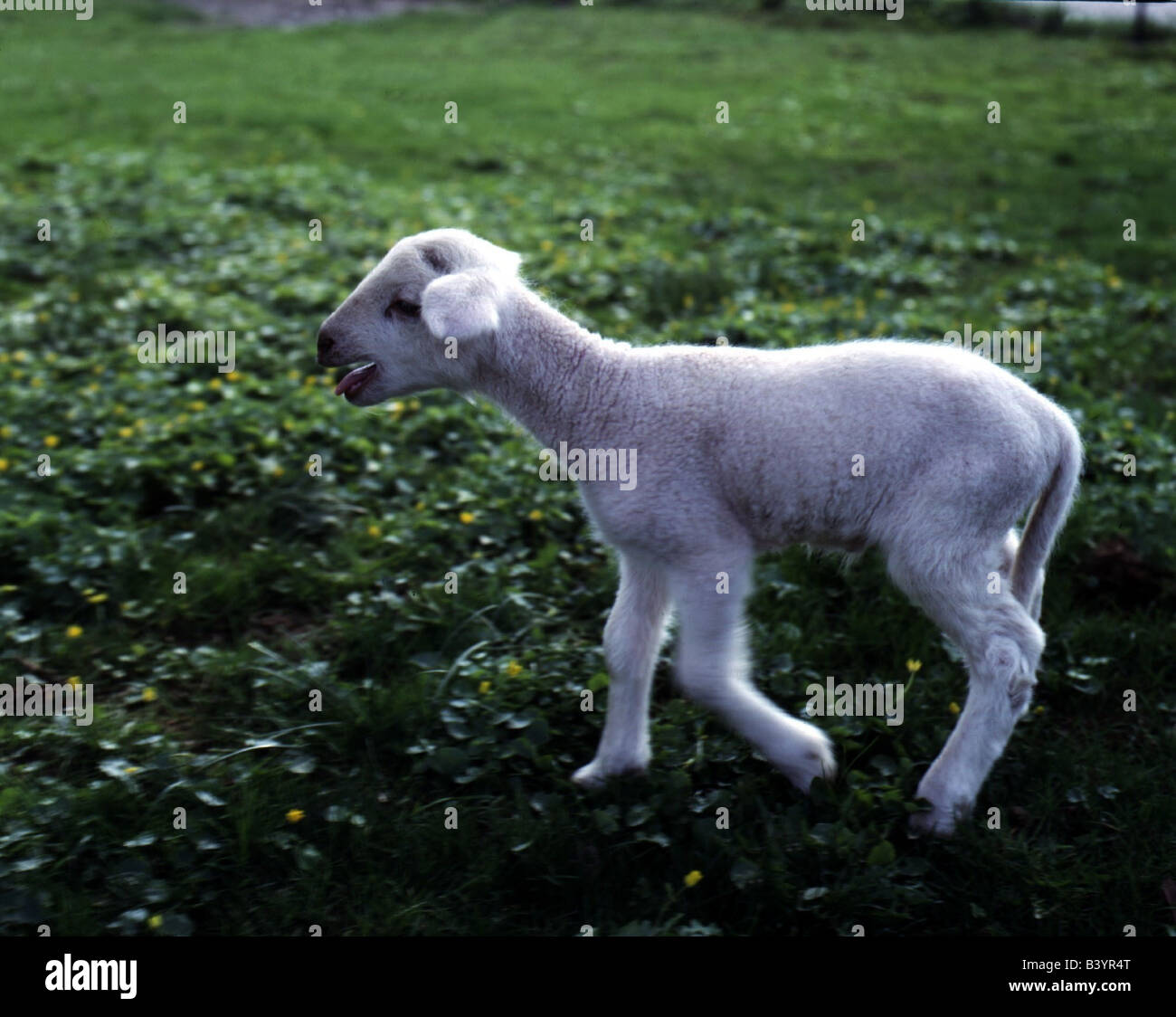 zoology / animals, mammal / mammalian, sheep, (Ovis), cub, white lamb ...