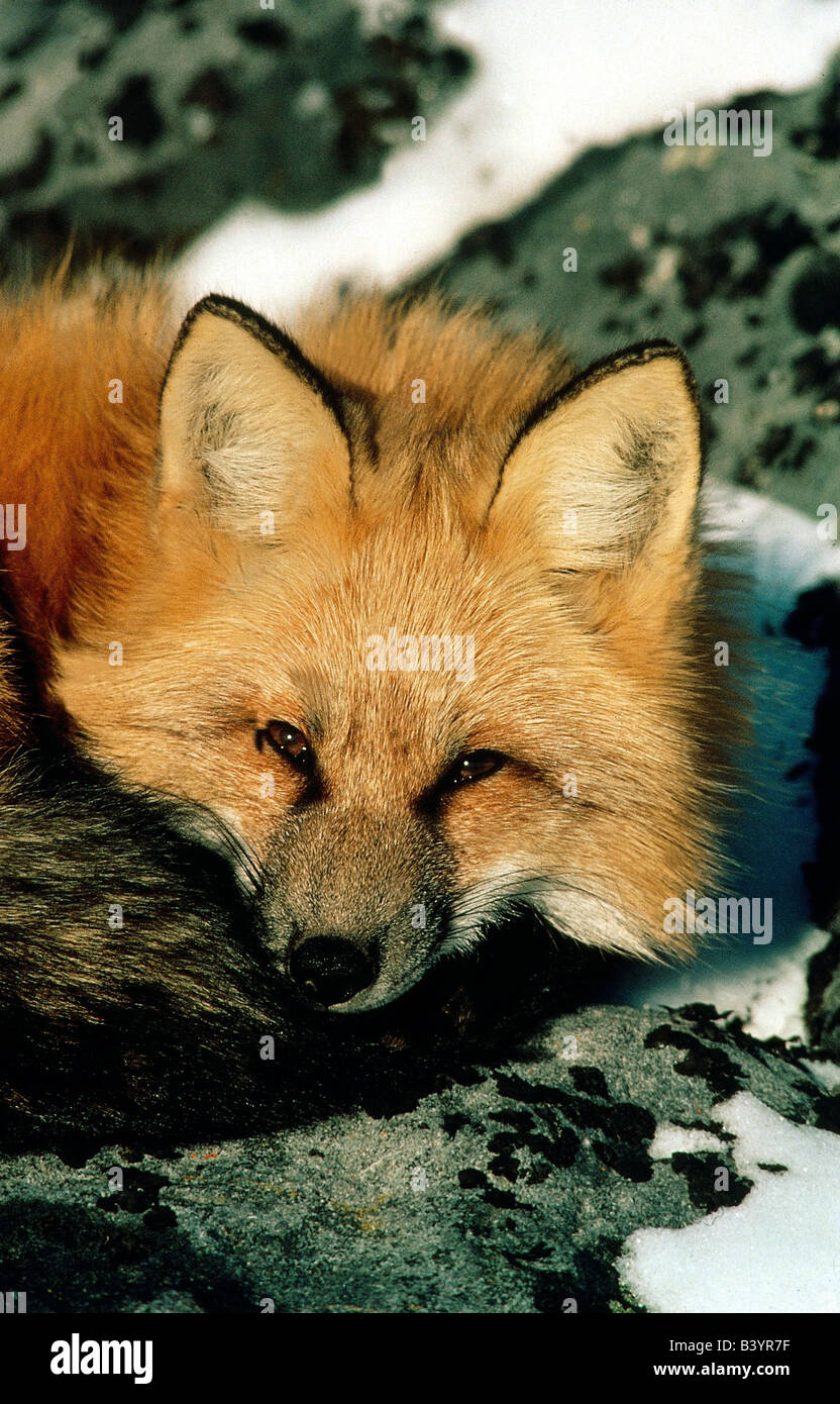 zoology / animals, mammal / mammalian, foxes, Red Fox, (Vulpes vulpes ...