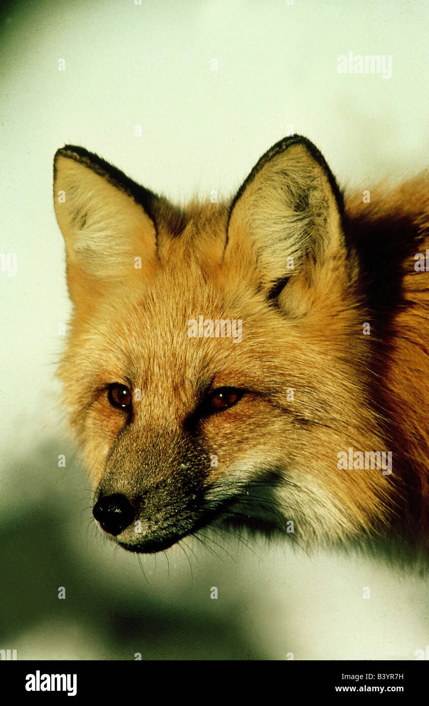 zoology / animals, mammal / mammalian, foxes, red fox, (Vulpes vulpes ...