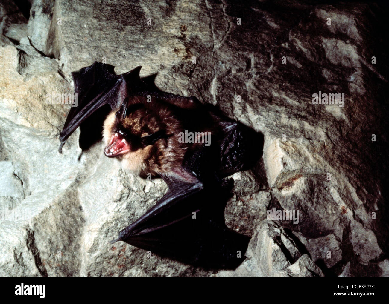zoology / animals, mammal / mammalian, bats, (Chiroptera), large brown ...