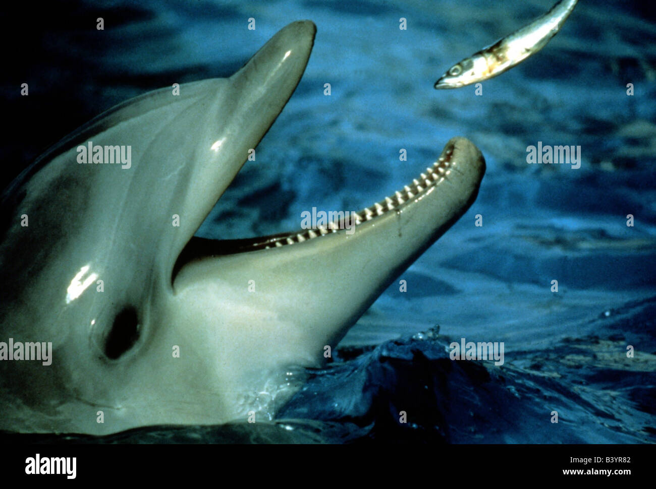 Snatching at small distribution hi-res stock photography and images - Alamy