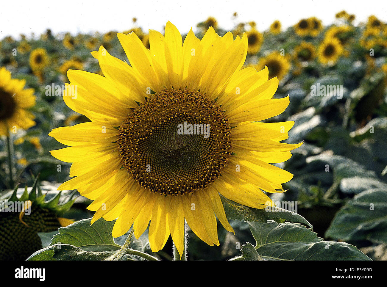 botany, sunflower, (Helianthus), sunflower, (Helianthus annuus ...