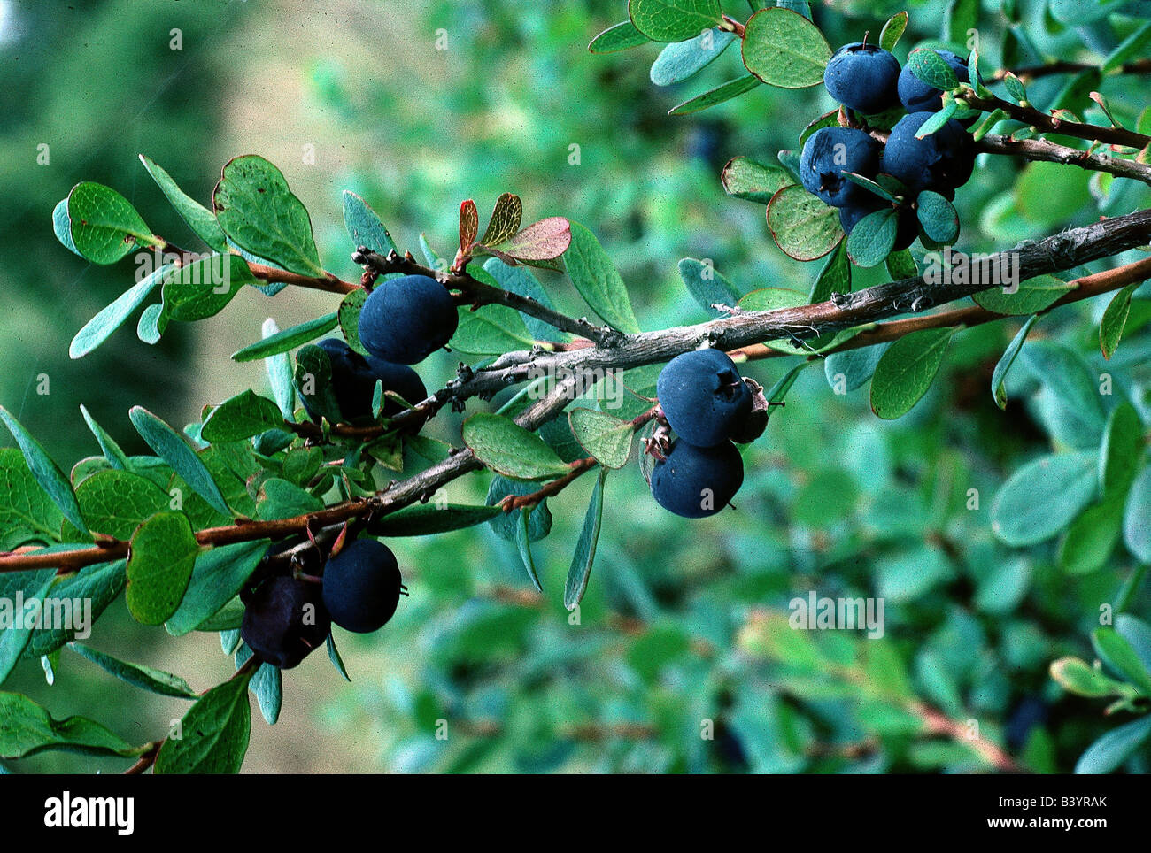 botany, Bilberry, (Vaccinium myrtillus), on branch, shrub, bush ...