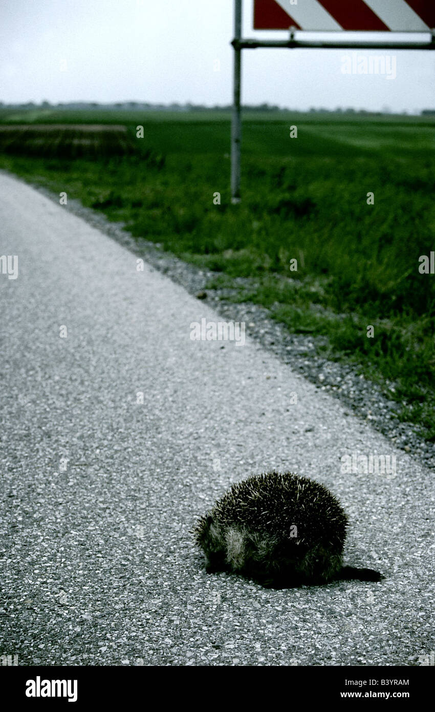 Hedgehog run over hi-res stock photography and images - Alamy